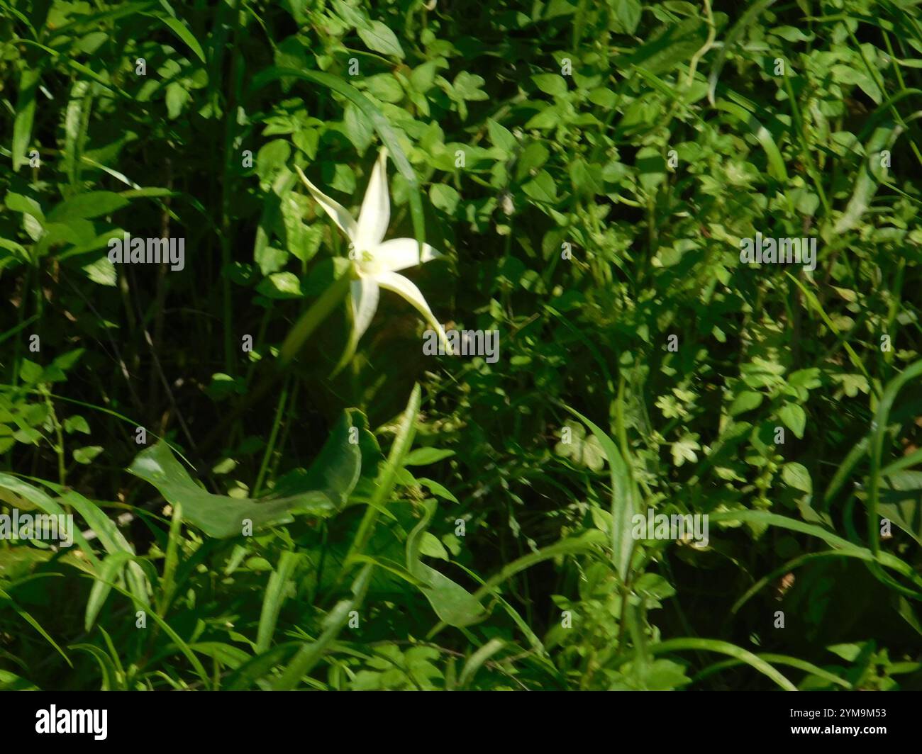 springblossom (Jaborosa integrifolia Stock Photo - Alamy