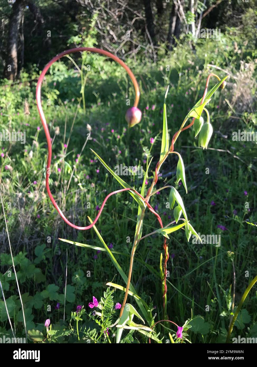 twining snakelily (Dichelostemma volubile Stock Photo - Alamy