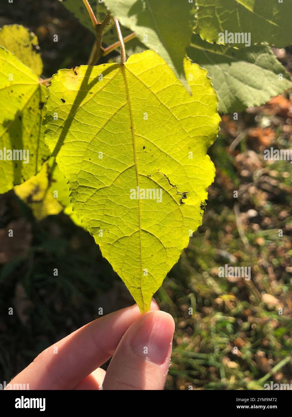 European aspen (Populus tremula Stock Photo - Alamy
