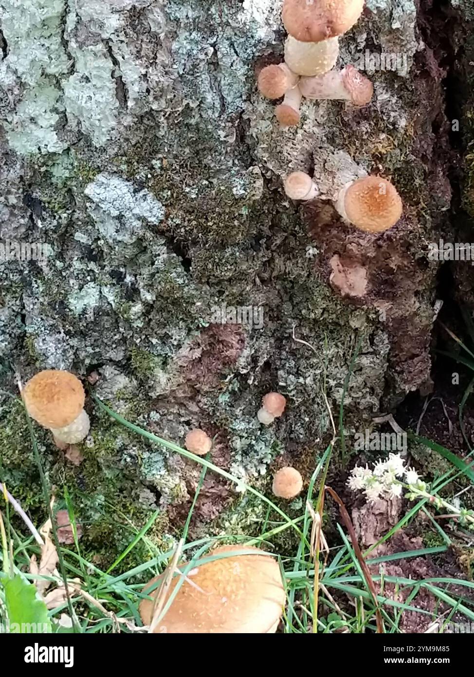 honey mushrooms (Armillaria Stock Photo - Alamy