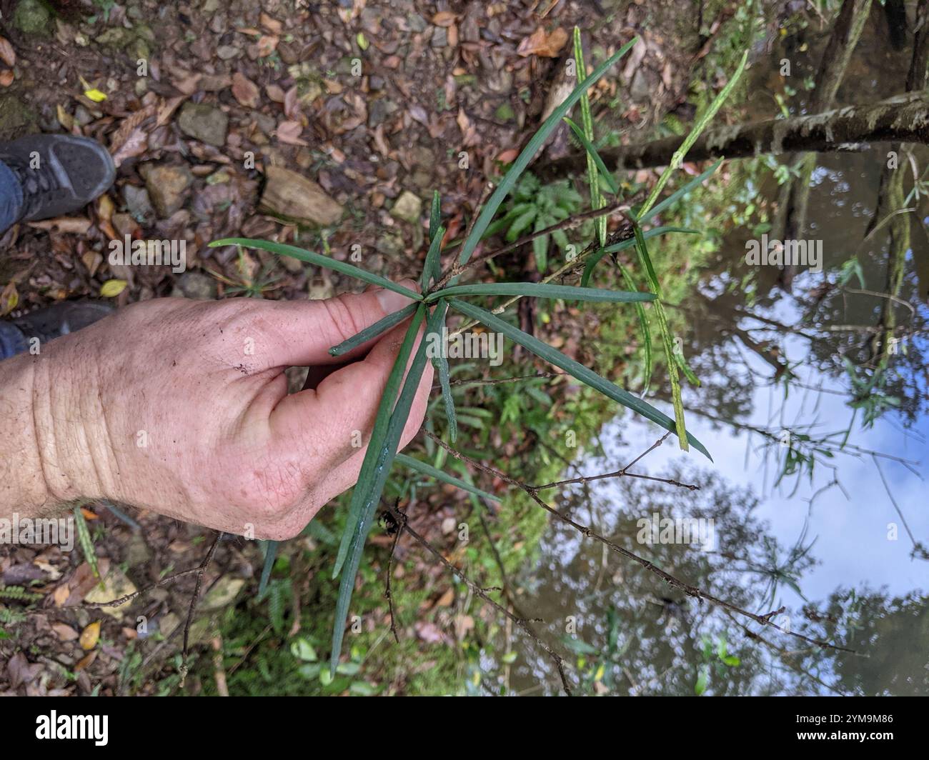 narrow-leaved gardenia (Atractocarpus chartaceus Stock Photo - Alamy
