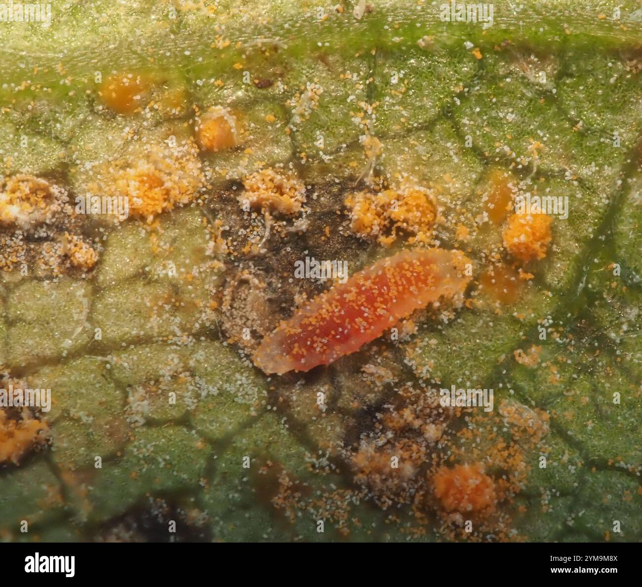 Rust-eating midges (Mycodiplosis Stock Photo - Alamy