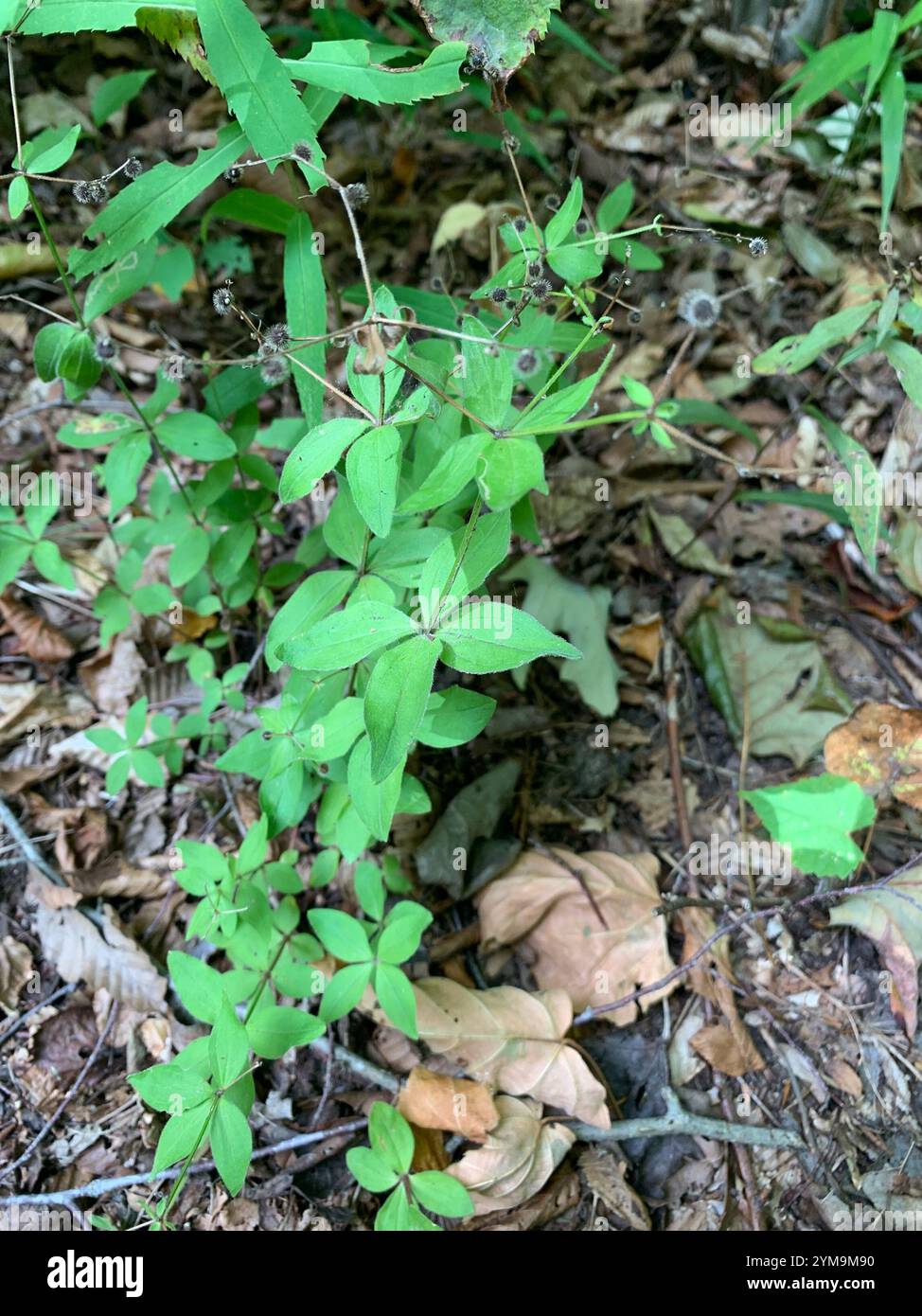 licorice bedstraw (Galium circaezans Stock Photo - Alamy
