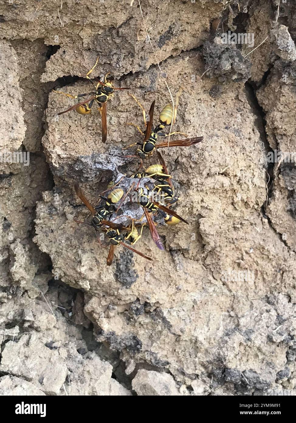 Western Paper Wasp (Mischocyttarus flavitarsis Stock Photo - Alamy