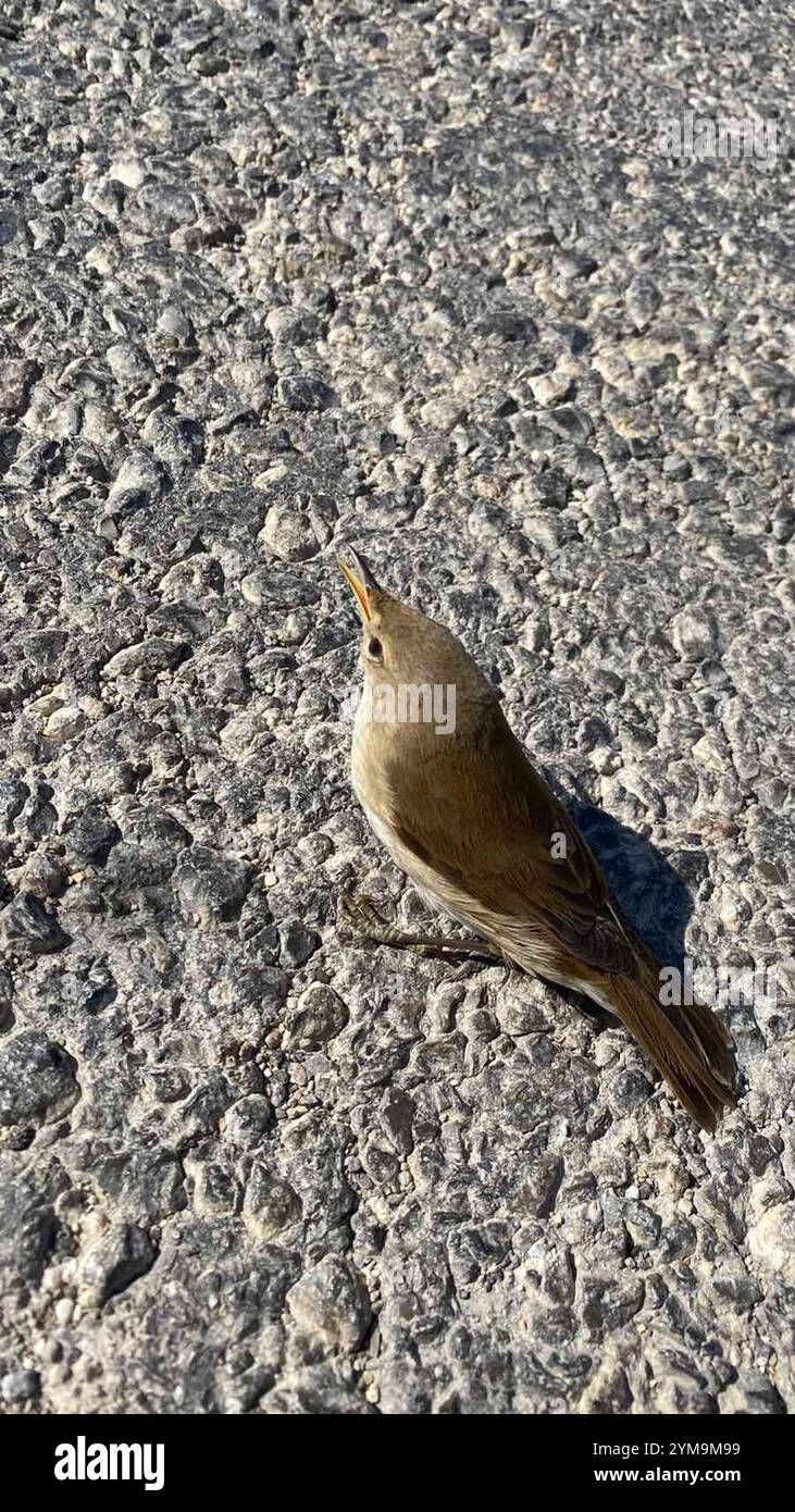 Reed warblers and allies hi-res stock photography and images - Alamy
