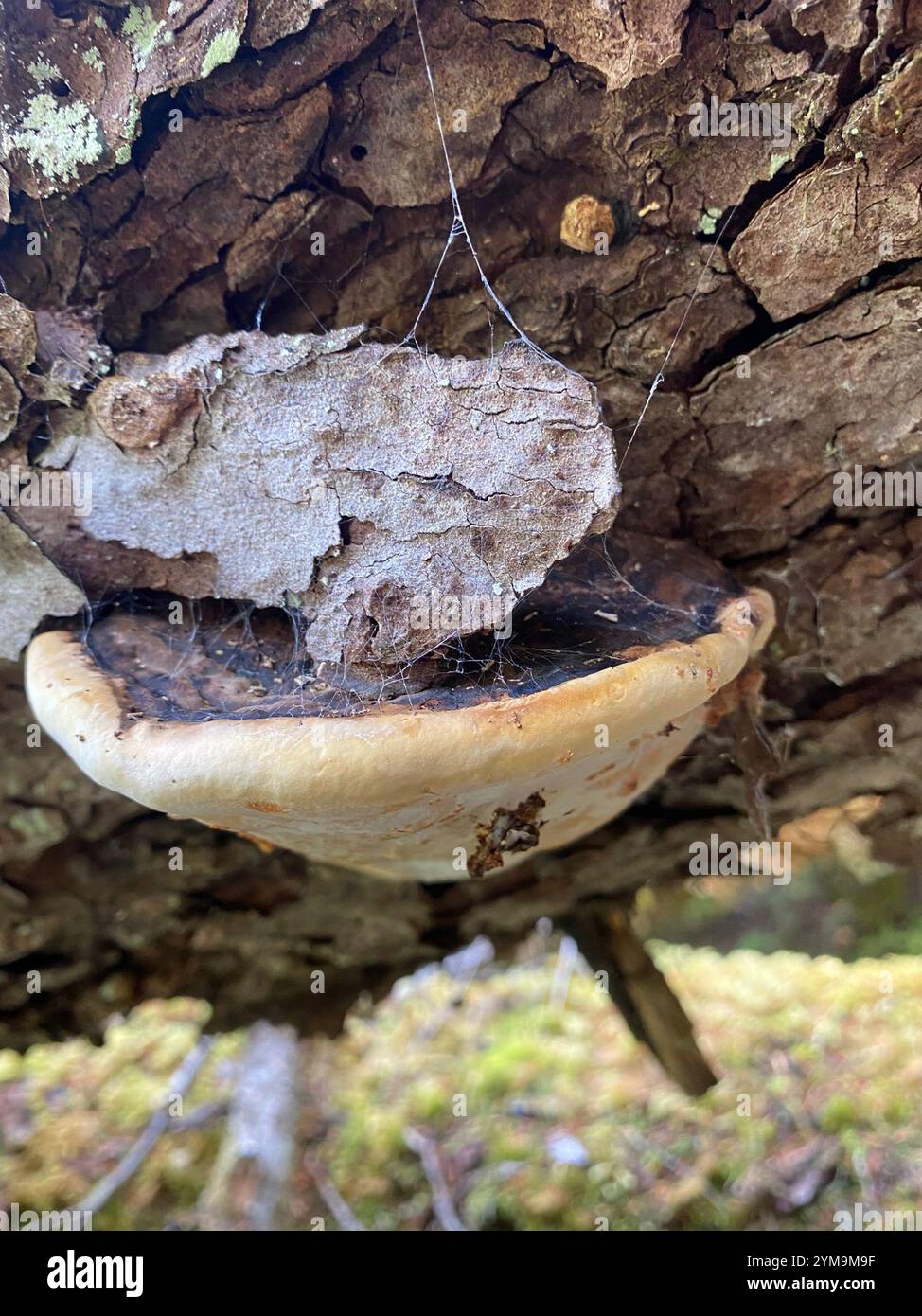Red-banded Conks (Fomitopsis pinicola Stock Photo - Alamy