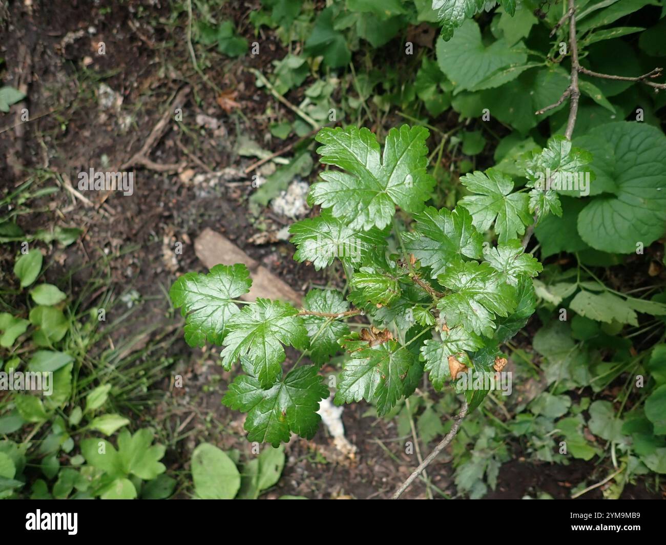 currants and gooseberries (Ribes Stock Photo - Alamy