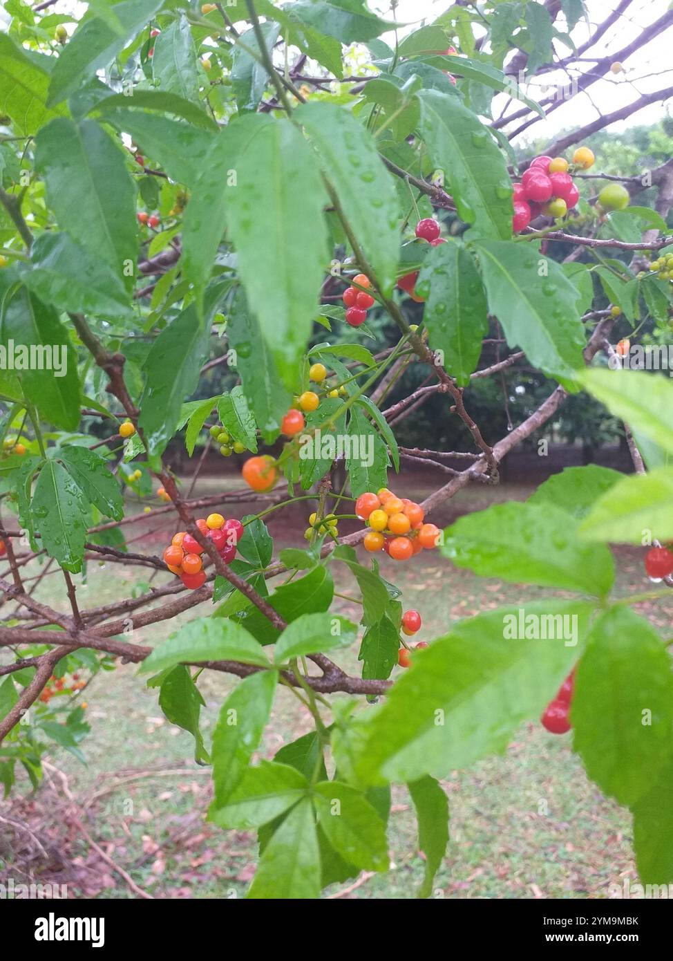 Allophylus hi-res stock photography and images - Alamy