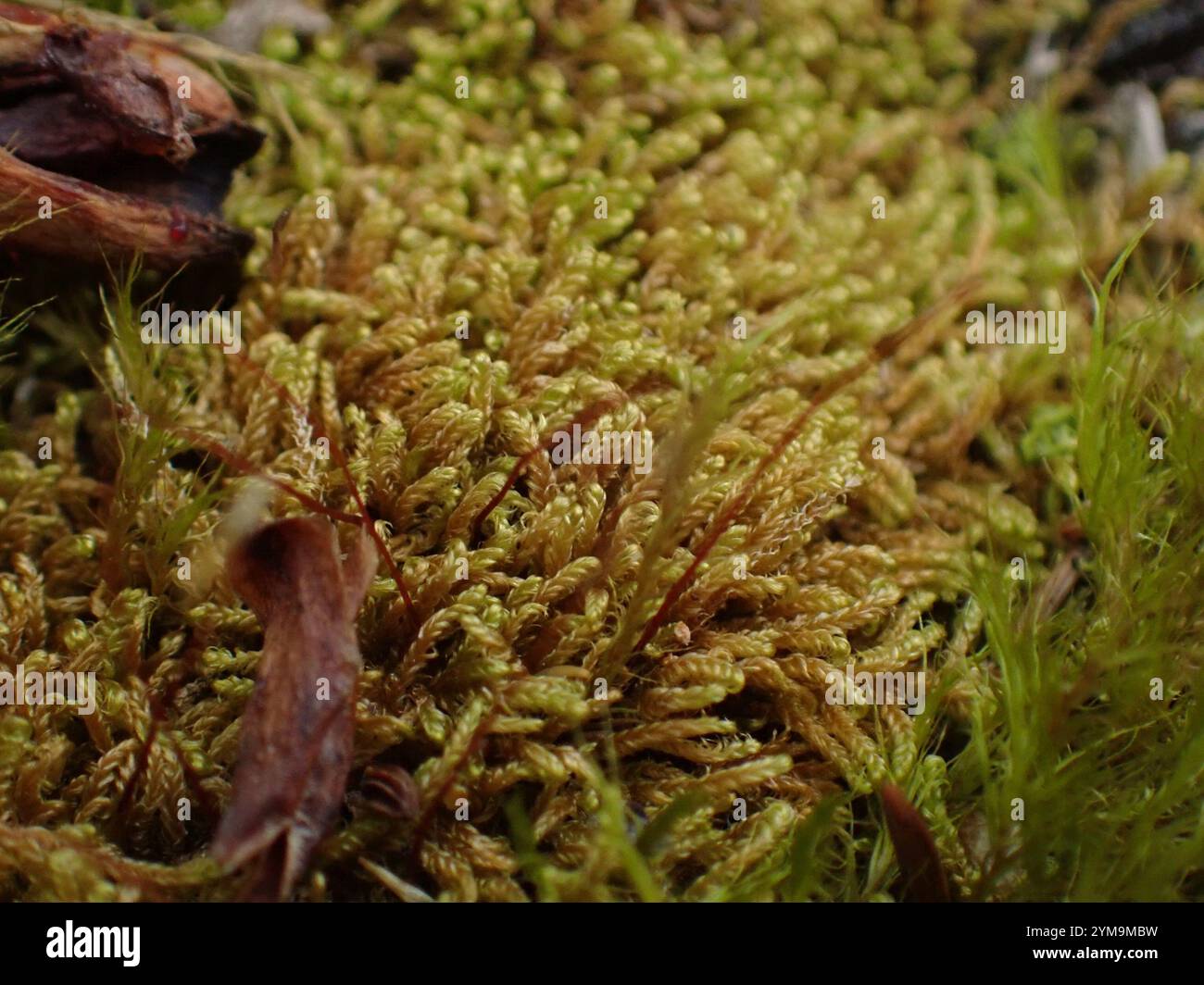 Sickle-leaved Hook-moss (Sanionia uncinata Stock Photo - Alamy