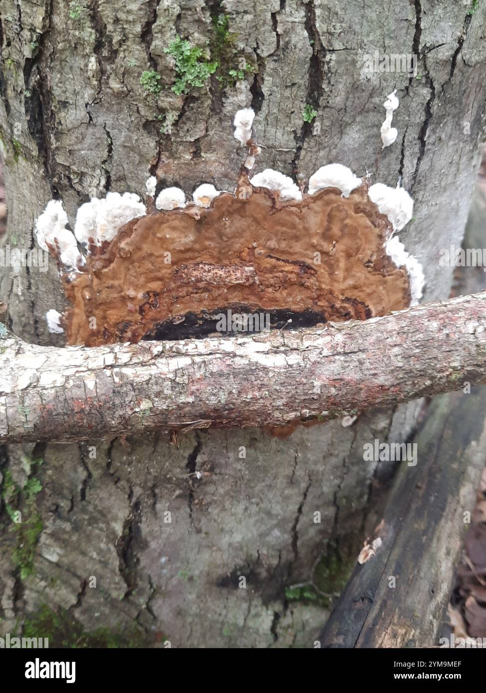 Basidiomycete Fungi (Basidiomycota Stock Photo - Alamy