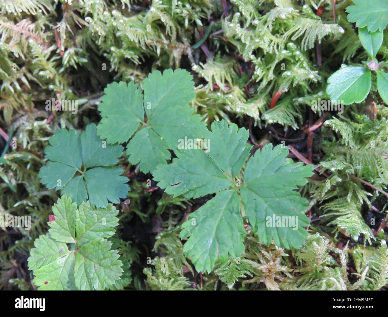 Five-leaf Dwarf Bramble (Rubus pedatus Stock Photo - Alamy