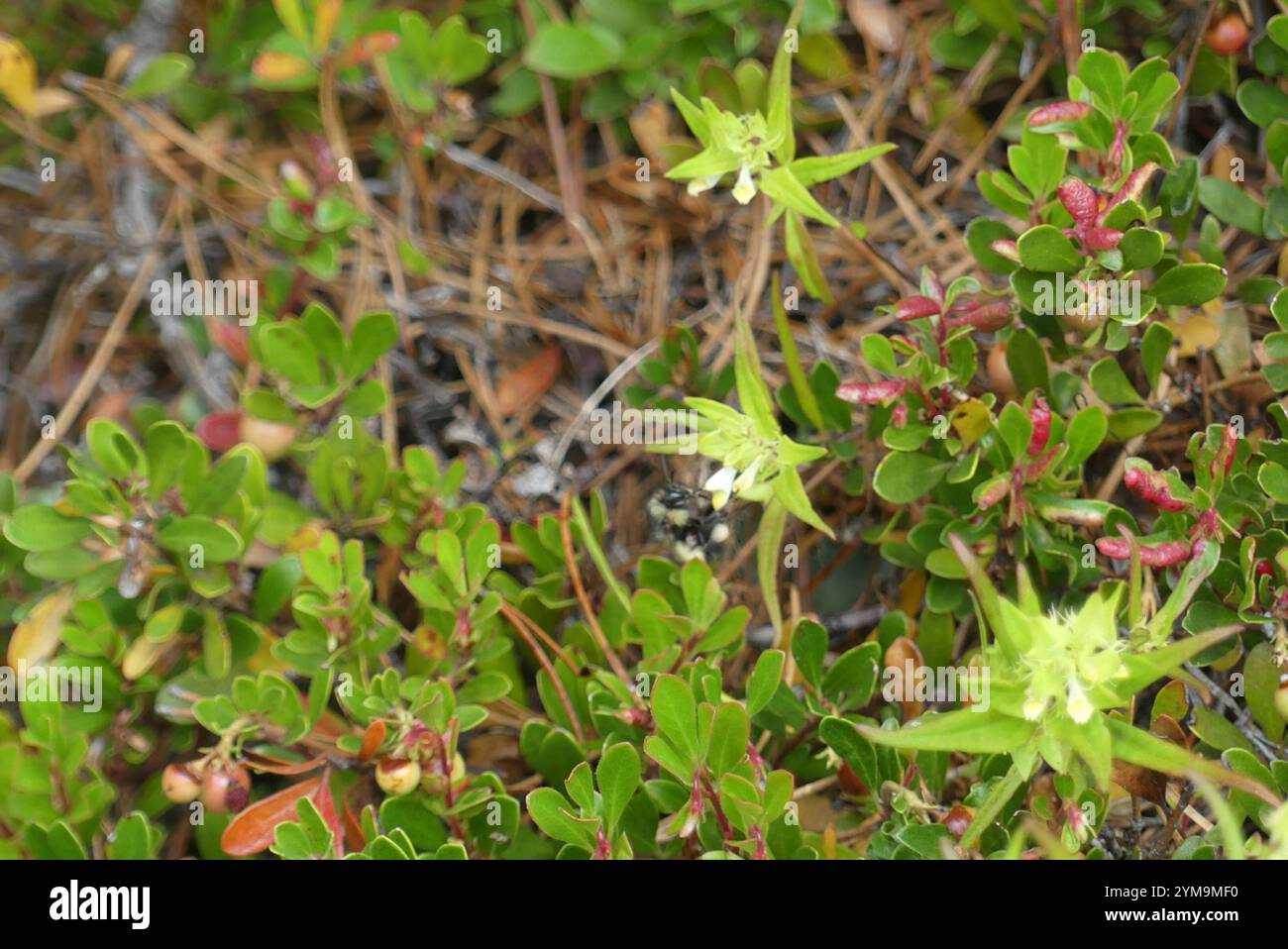 Sitka Bumble Bee (Bombus sitkensis Stock Photo - Alamy