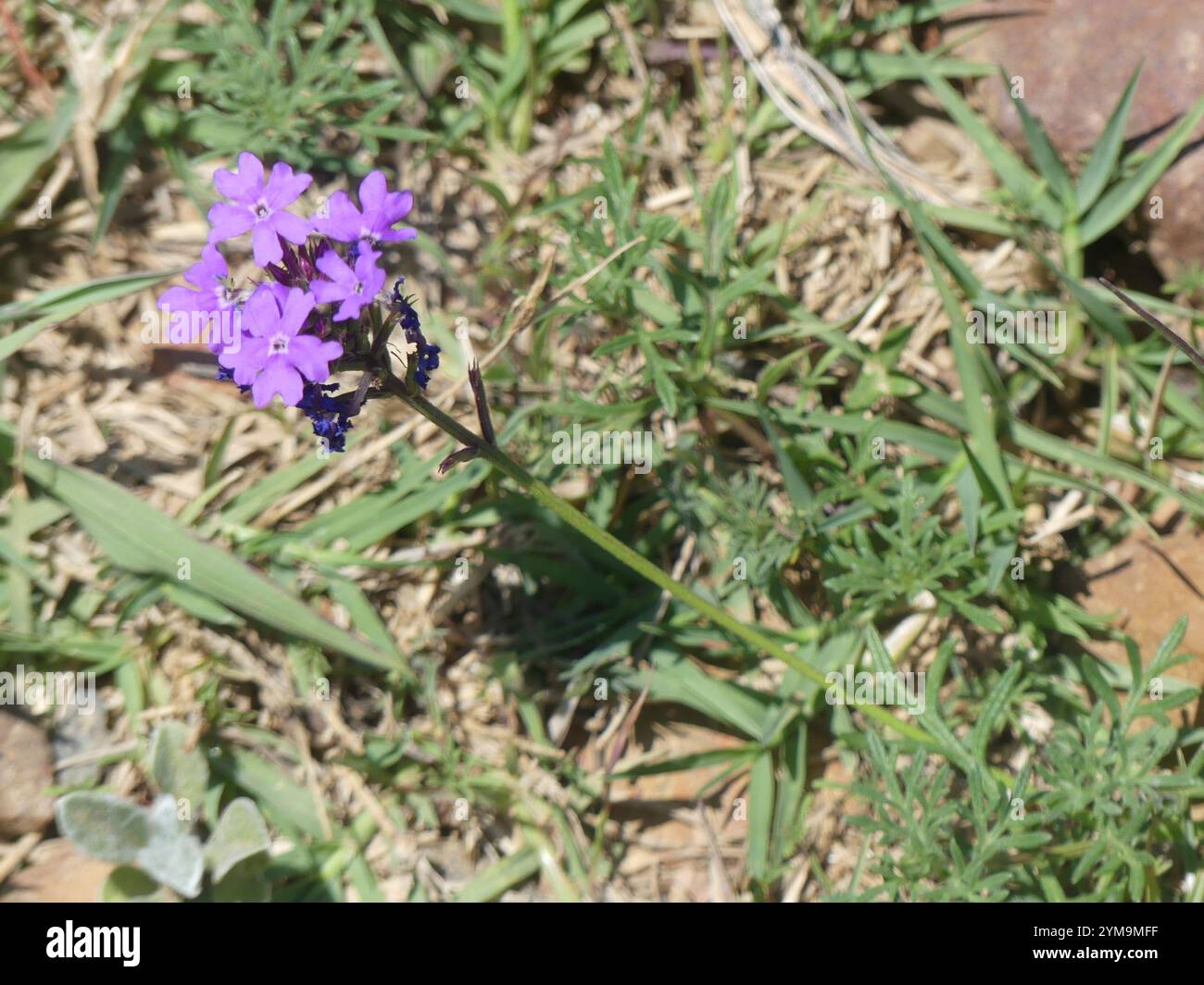 South American mock vervain (Glandularia aristigera Stock Photo - Alamy