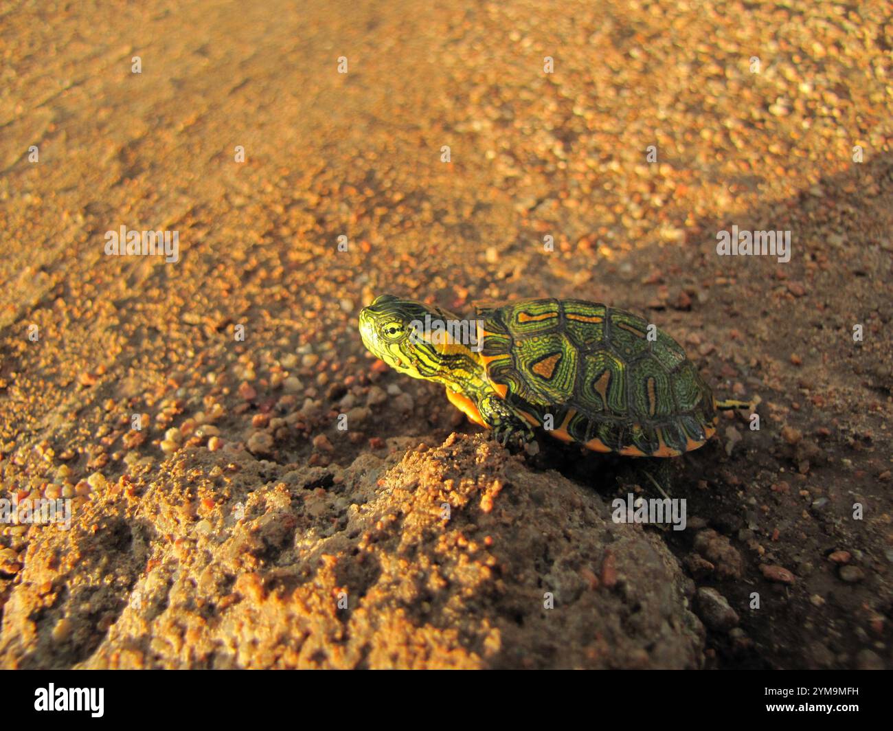 Black-bellied Slider (Trachemys dorbigni Stock Photo - Alamy