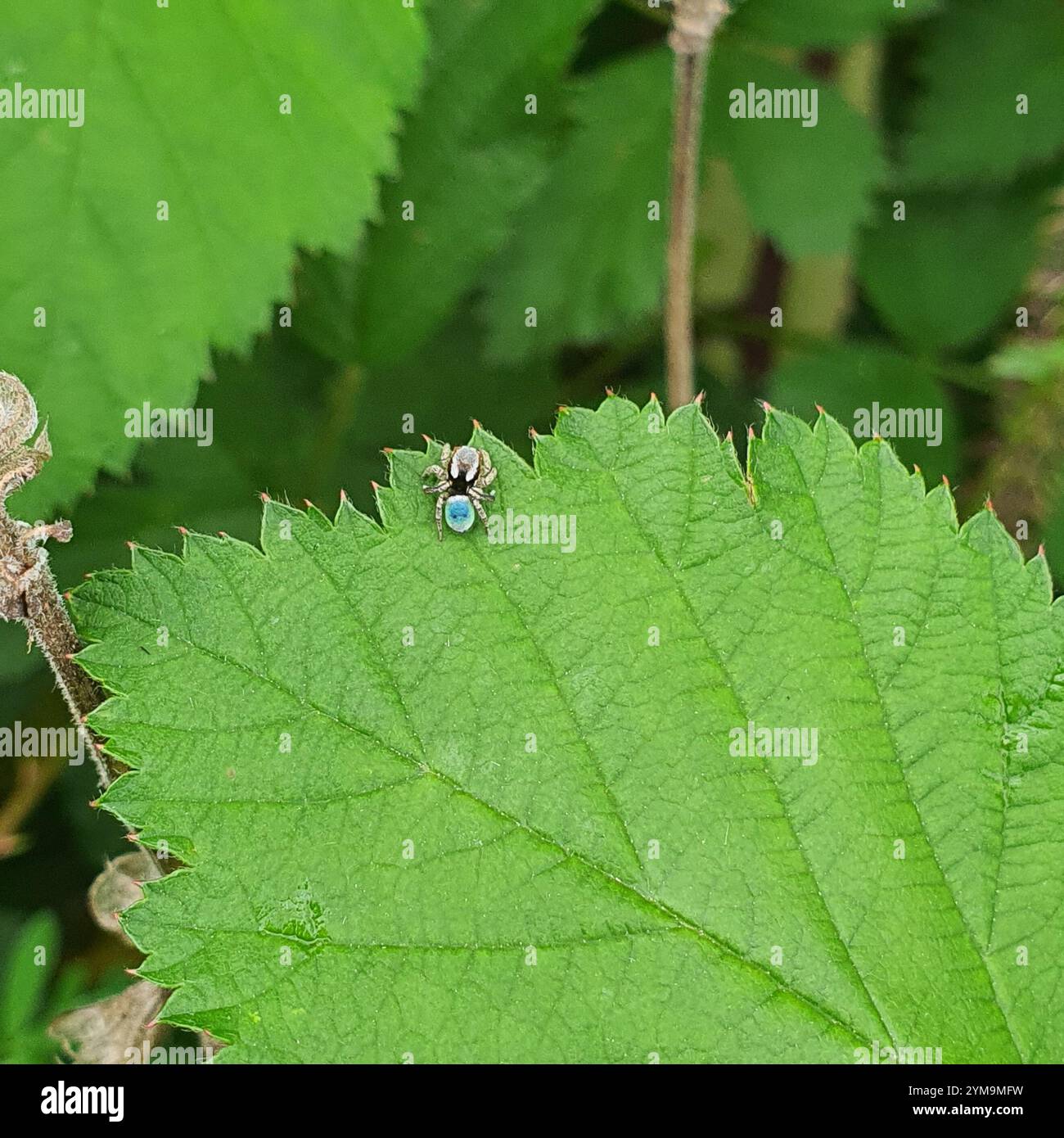 Unusual Peacock Spider (Maratus anomalus Stock Photo - Alamy