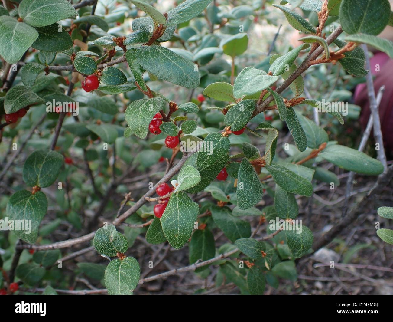 Canadian buffalo-berry (Shepherdia canadensis Stock Photo - Alamy