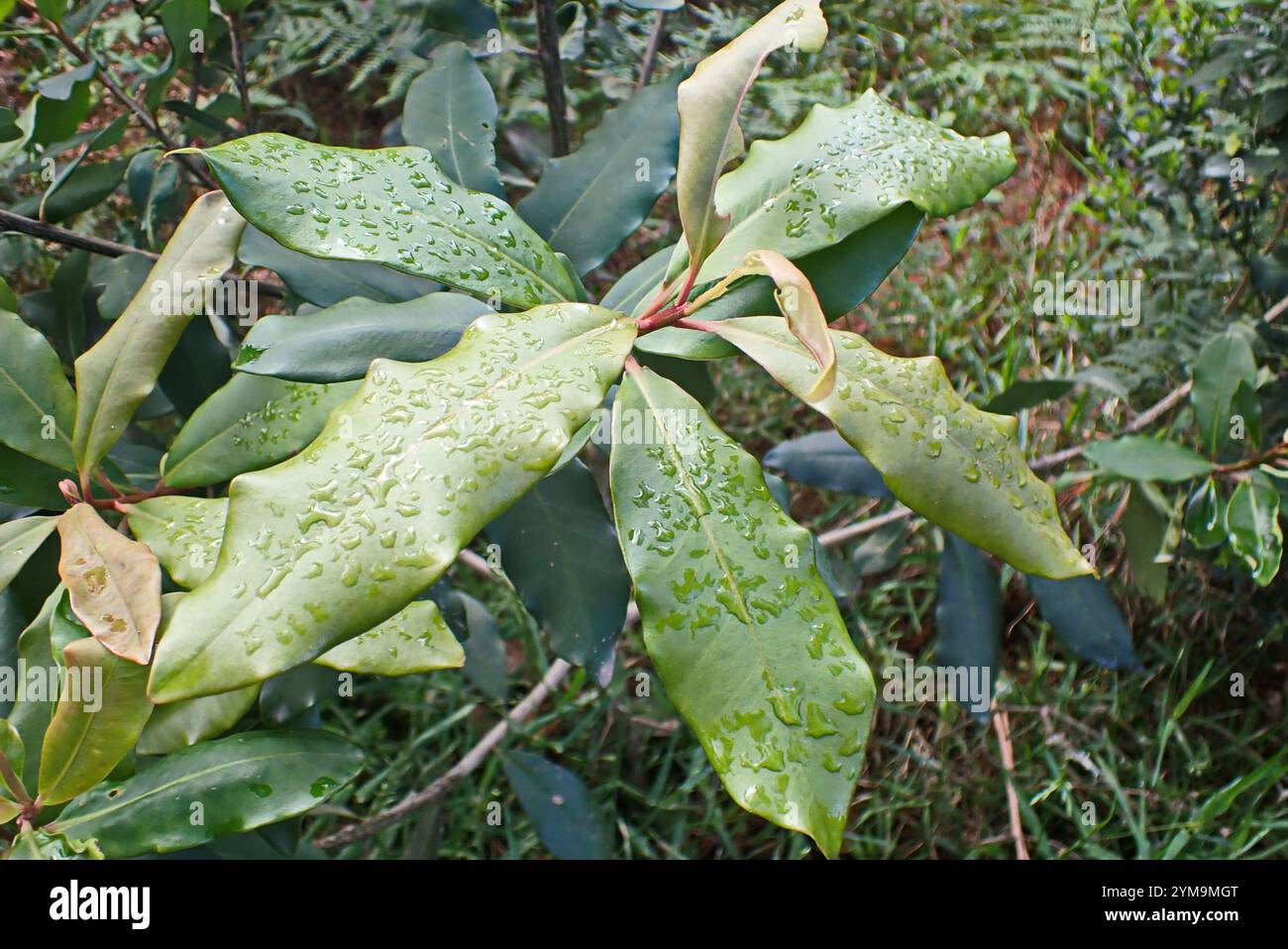 Cape beech (Rapanea melanophloeos Stock Photo - Alamy
