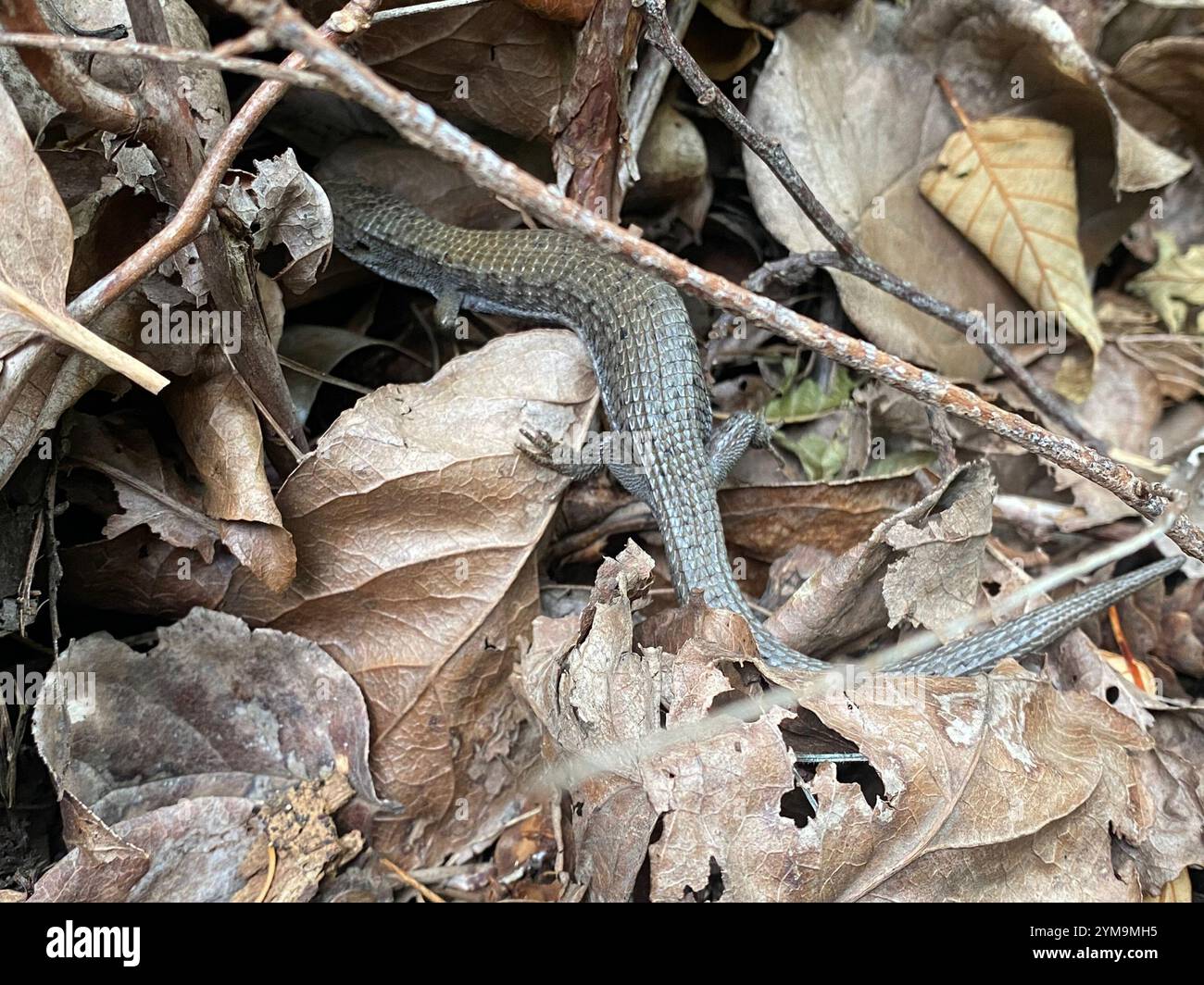 Northern Alligator Lizard (Elgaria coerulea Stock Photo - Alamy