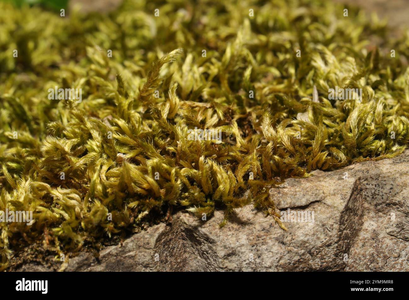 Silky Wall Feather-moss (Homalothecium sericeum Stock Photo - Alamy