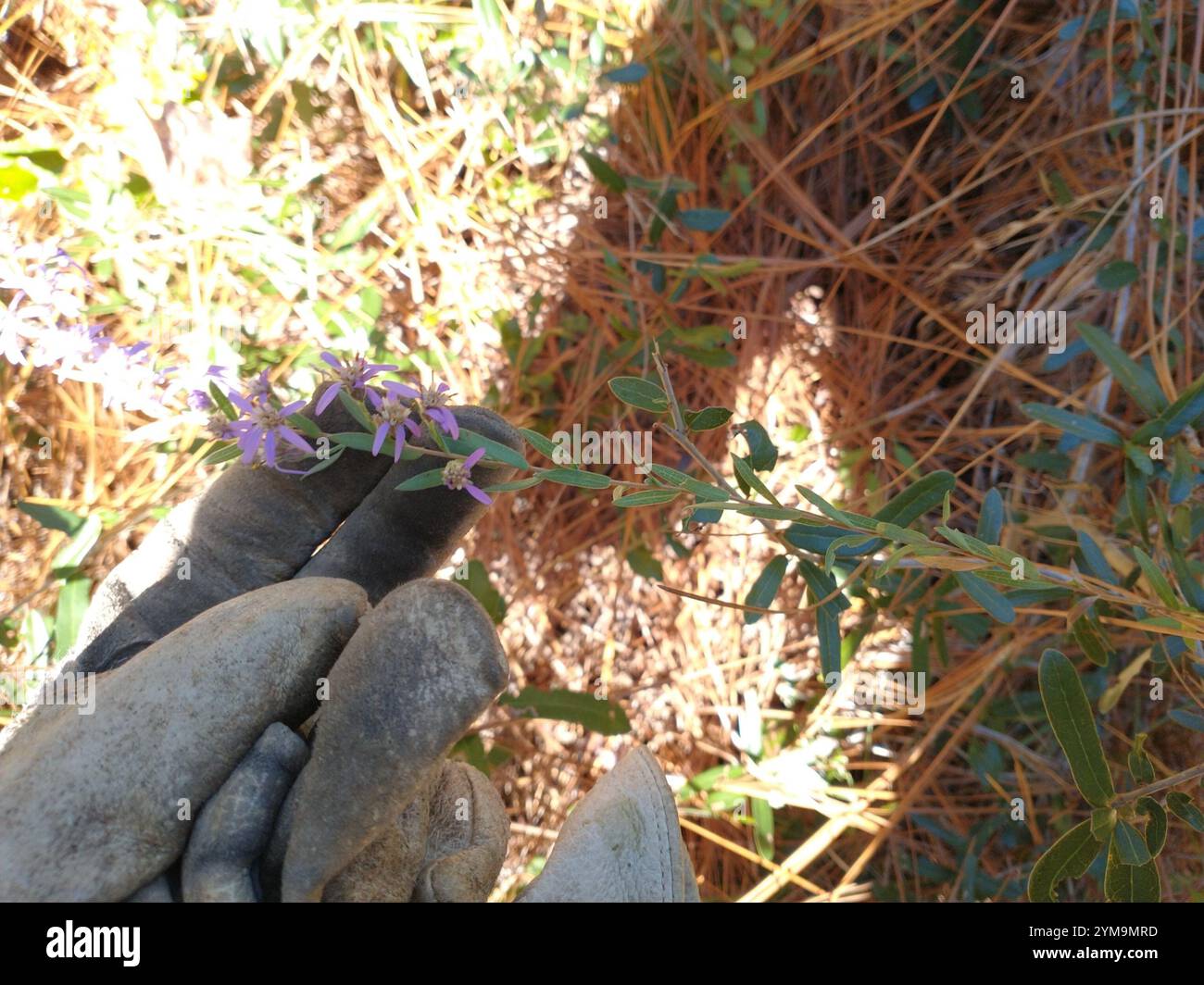 Eastern Silver Aster (Symphyotrichum concolor Stock Photo - Alamy