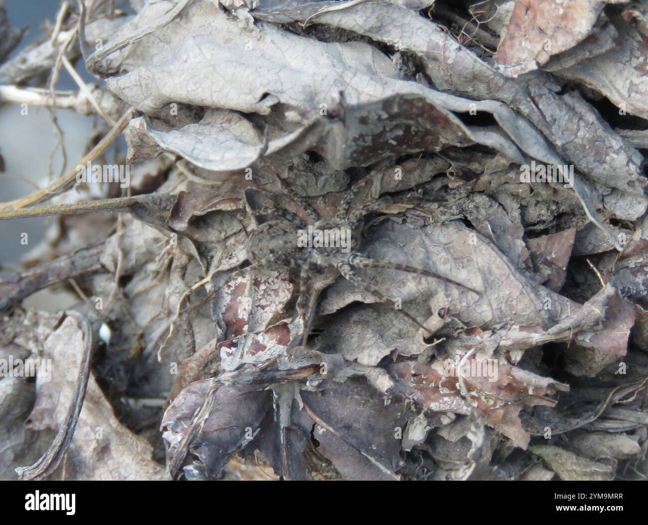 Thin-legged Wolf Spiders (Pardosa Stock Photo - Alamy