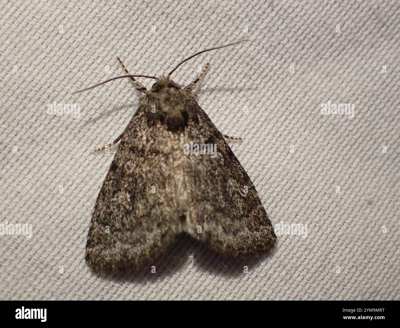 Owlet Moths and Allies (Noctuoidea Stock Photo - Alamy