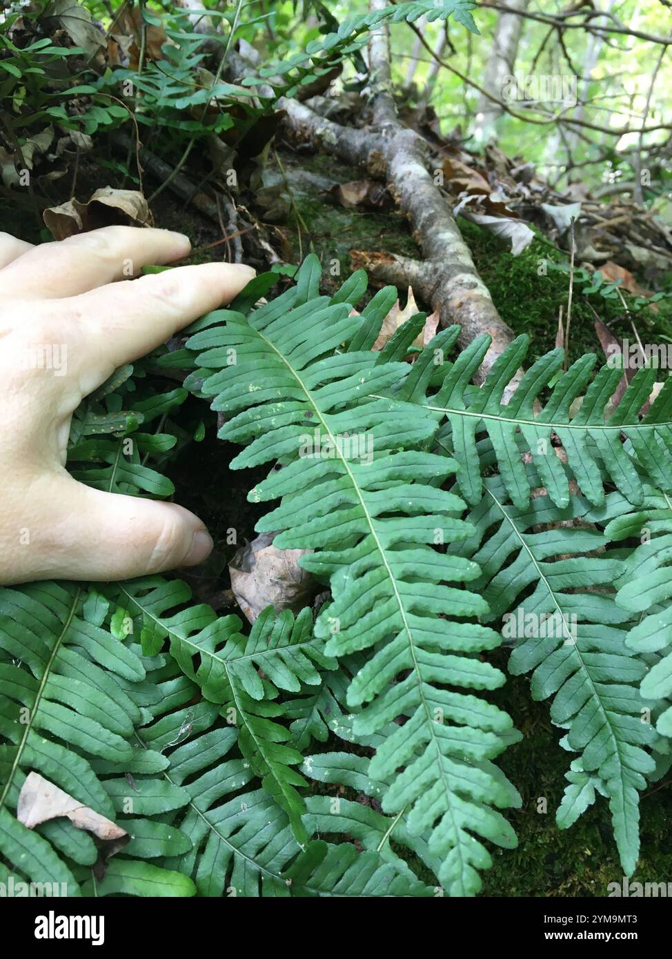 rock polypody (Polypodium virginianum Stock Photo - Alamy