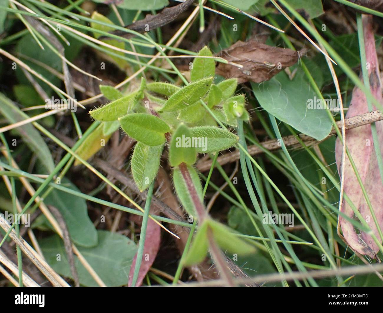 Common mouse-ear chickweed (Cerastium fontanum Stock Photo - Alamy