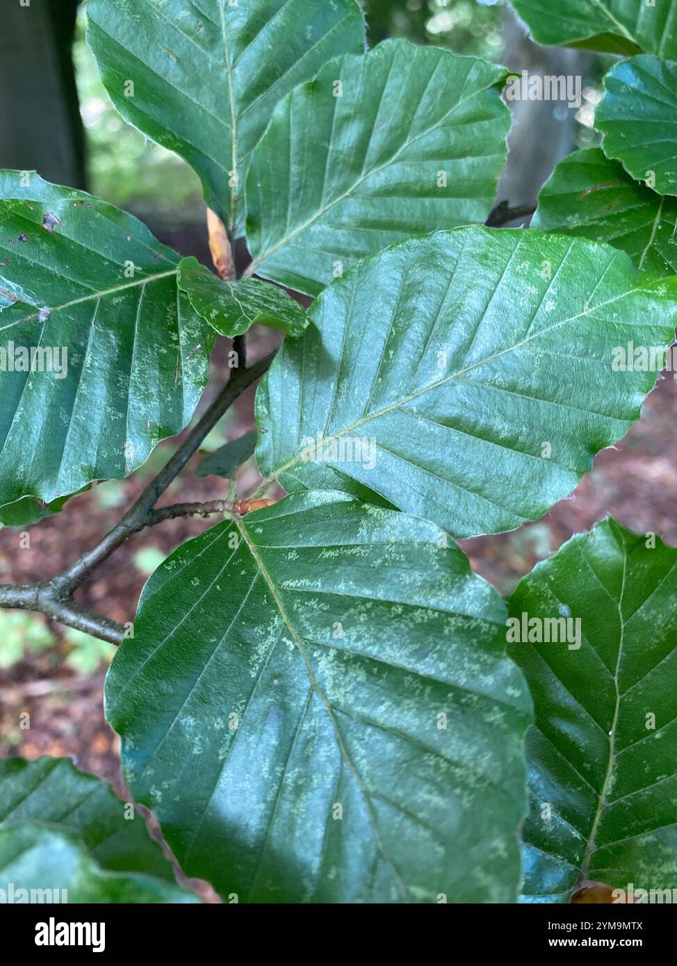 European beech (Fagus sylvatica Stock Photo - Alamy