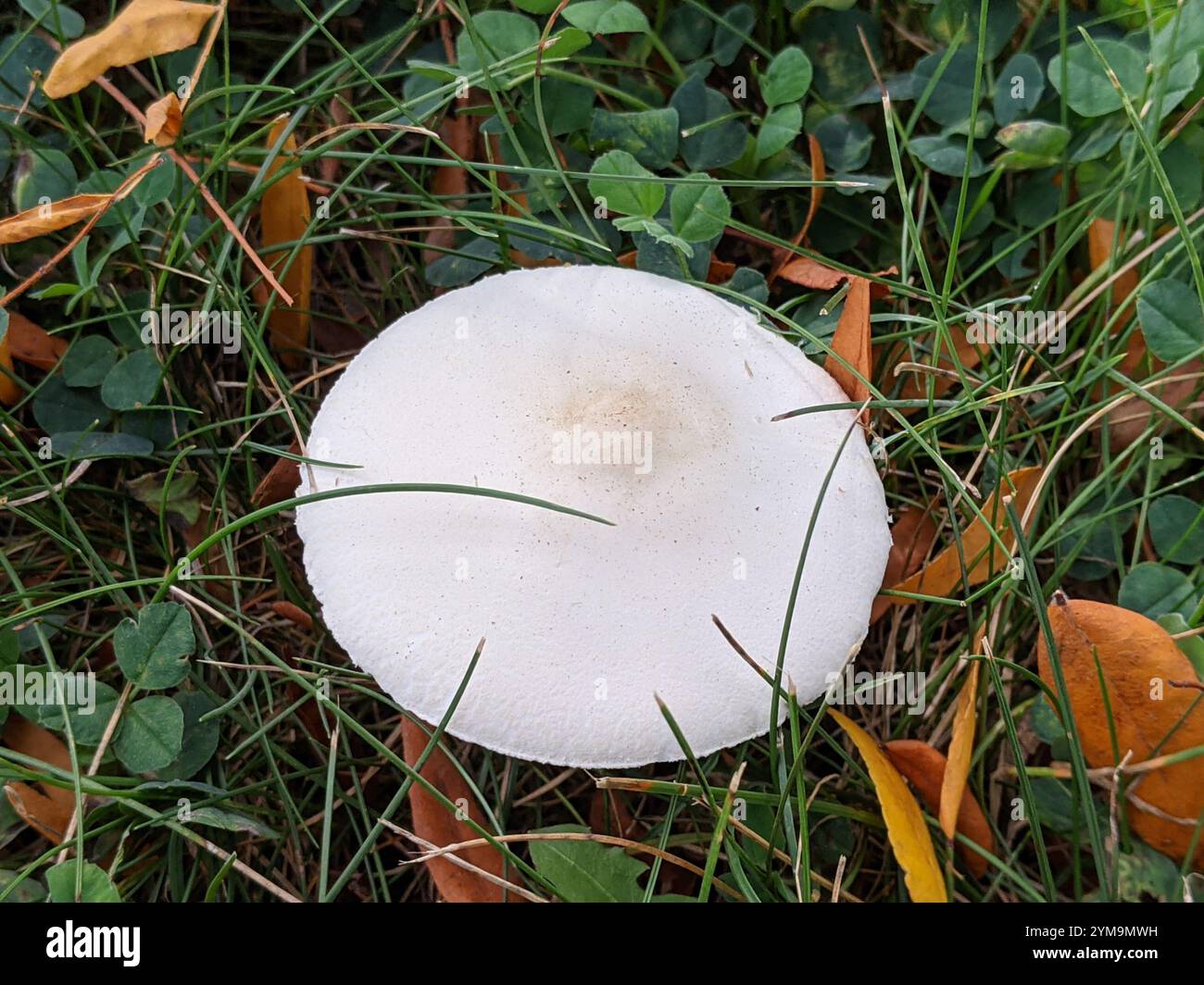 White Dapperling (Leucoagaricus leucothites Stock Photo - Alamy