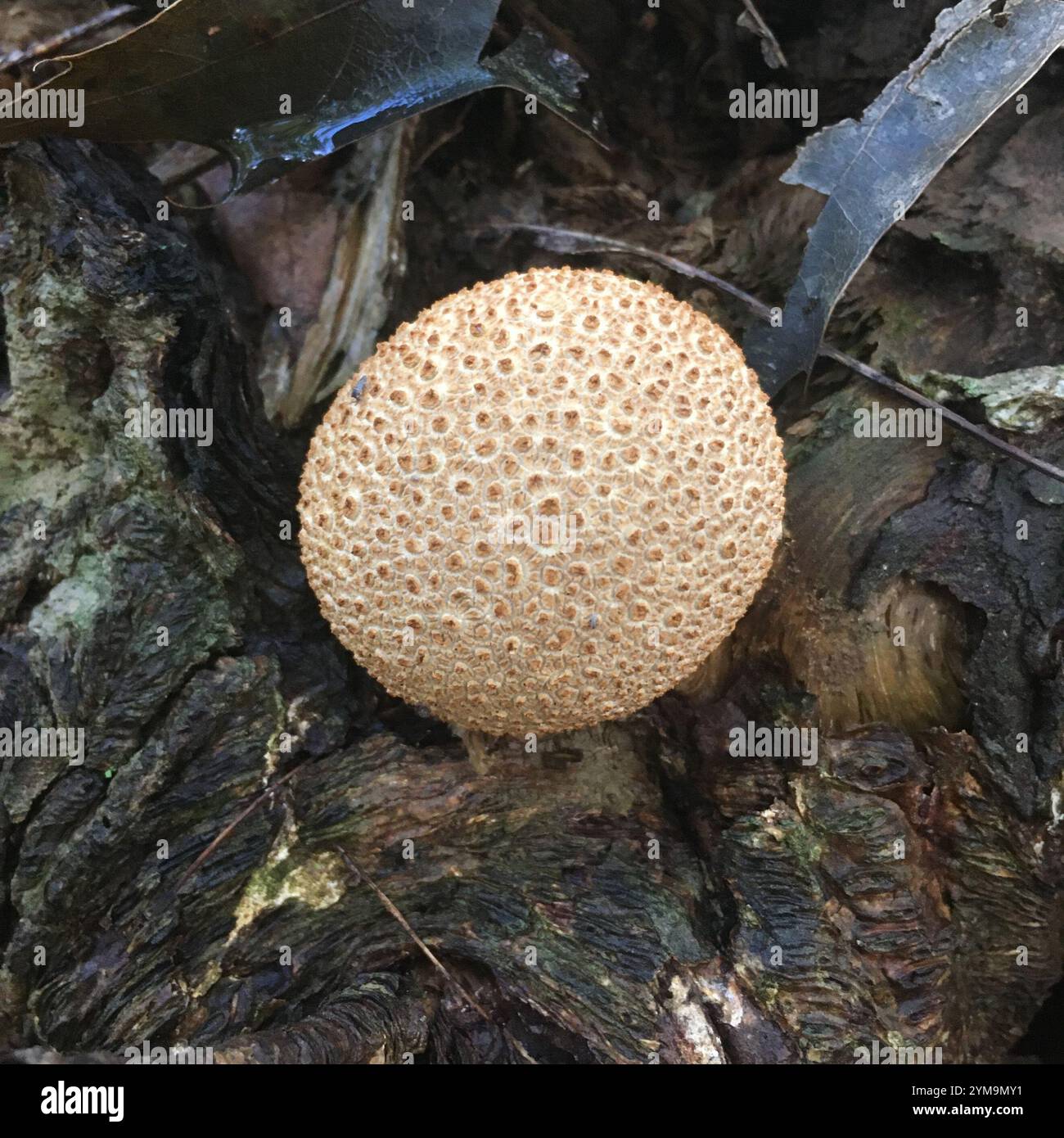 common earthball (Scleroderma citrinum Stock Photo - Alamy
