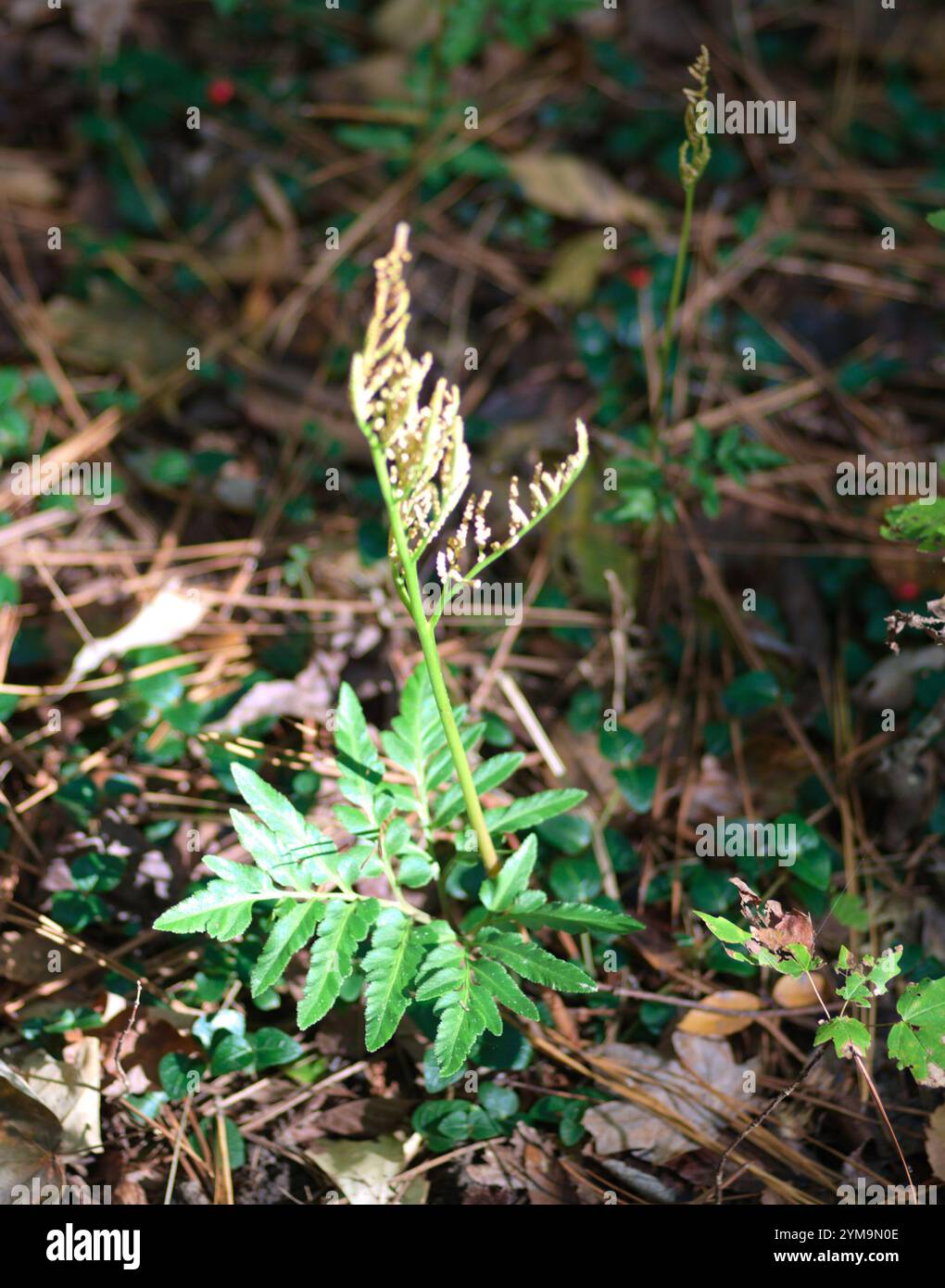 Cutleaf Grapefern (Sceptridium dissectum Stock Photo - Alamy
