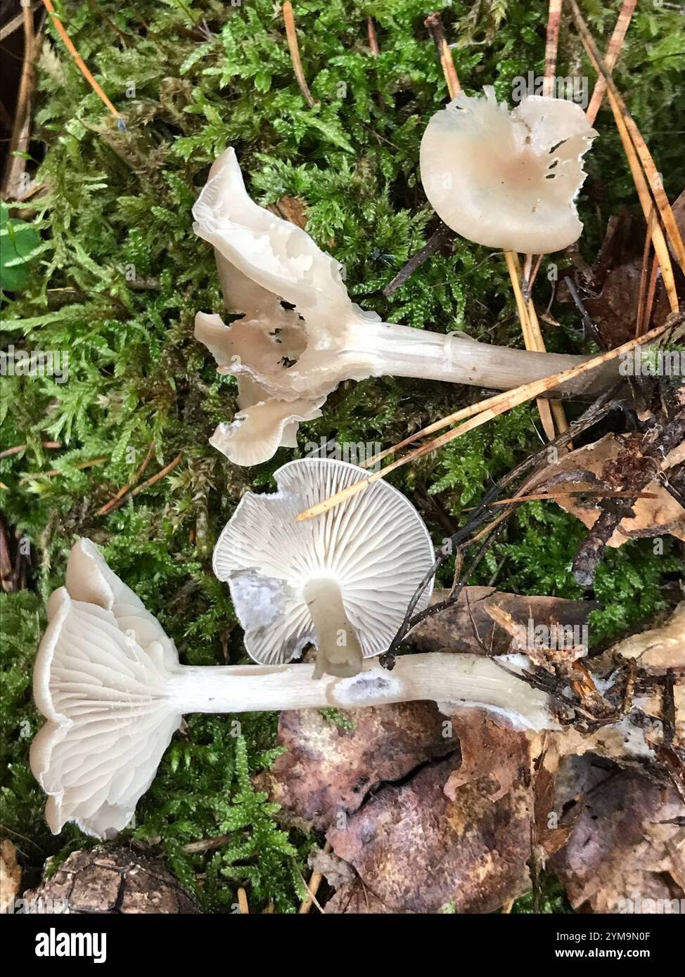 Fragrant Funnel (Clitocybe fragrans Stock Photo - Alamy