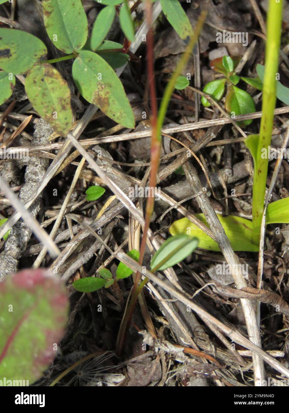alpine bistort (Bistorta vivipara Stock Photo - Alamy