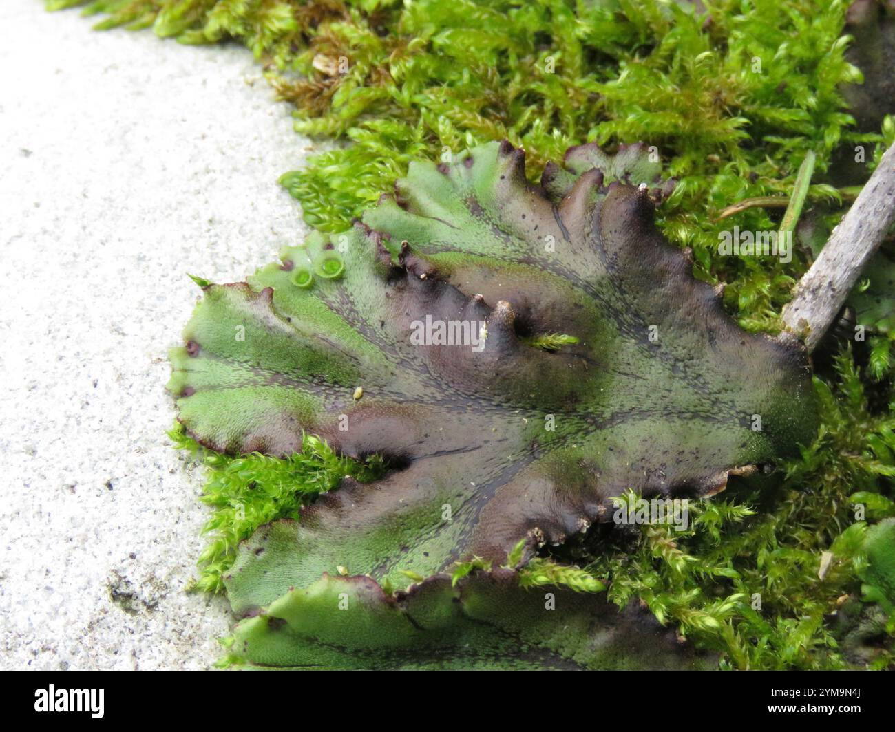(Marchantia polymorpha polymorpha Stock Photo - Alamy
