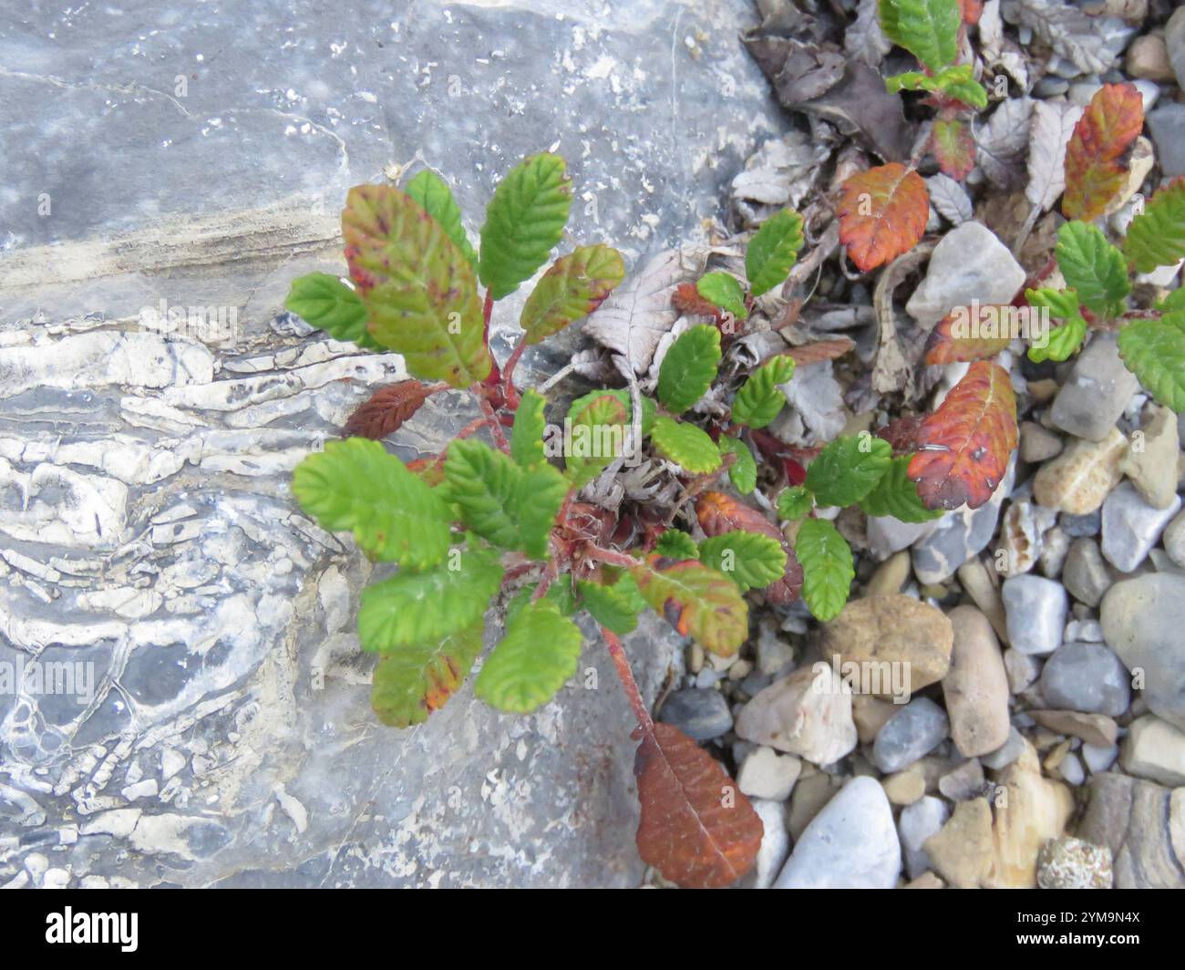 Yellow Mountain-avens (Dryas drummondii Stock Photo - Alamy