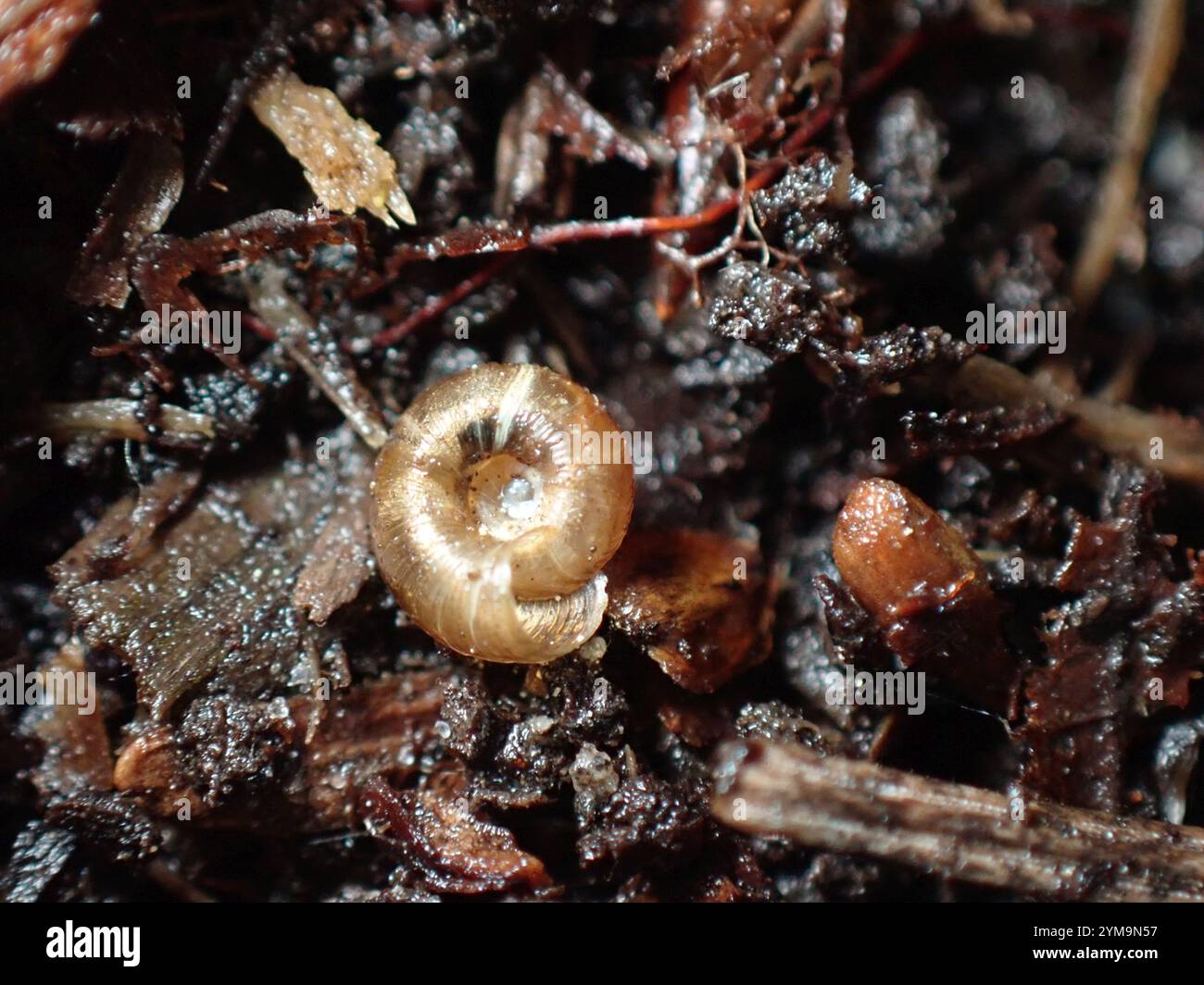 Common Land Snails and Slugs (Stylommatophora Stock Photo - Alamy