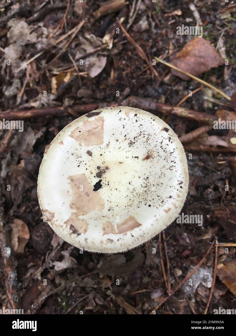False Death-cap (Amanita citrina Stock Photo - Alamy