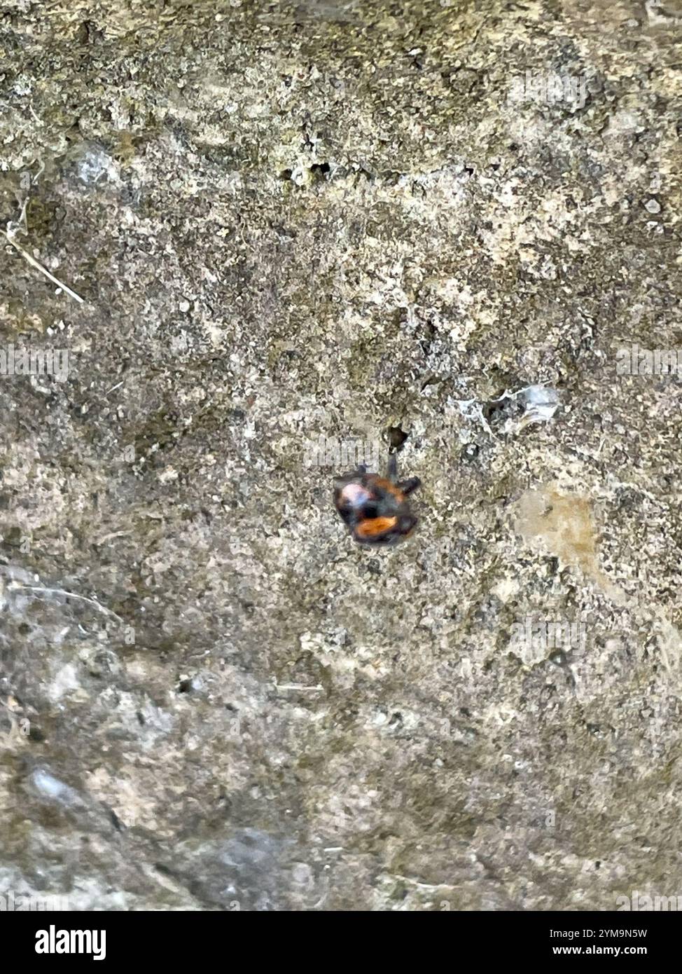 Anchor Stink Bug (Stiretrus anchorago Stock Photo - Alamy