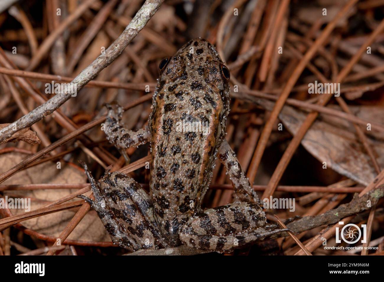 Gopher Frog (Lithobates capito Stock Photo - Alamy