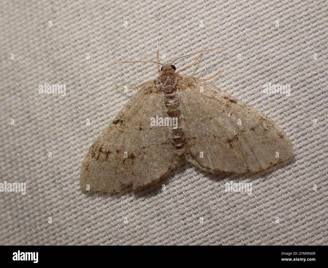 Geometer Moths (Geometridae Stock Photo - Alamy