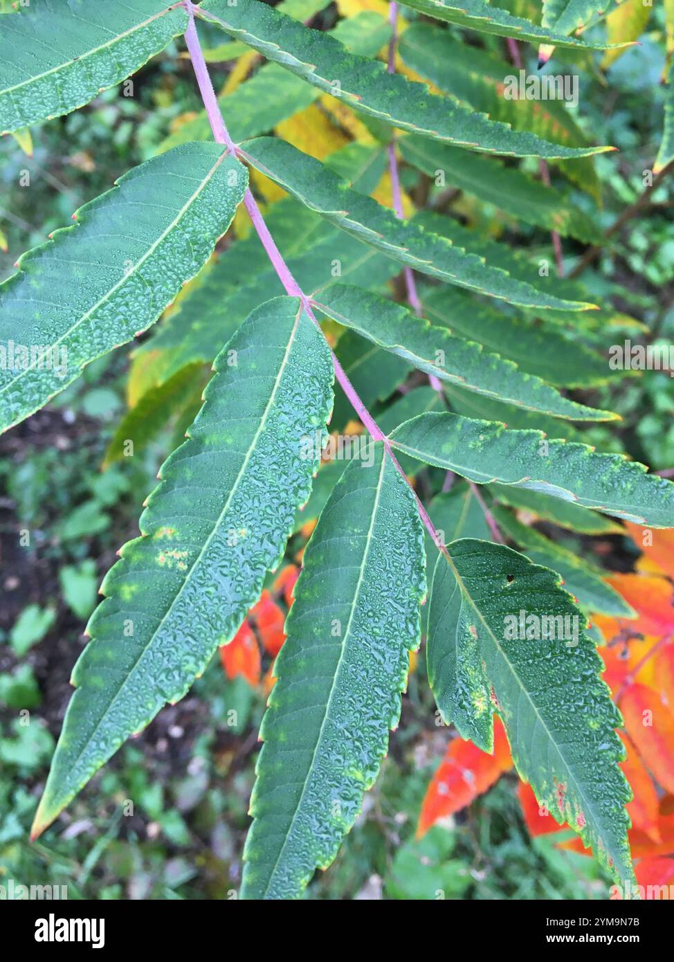 smooth sumac (Rhus glabra Stock Photo - Alamy