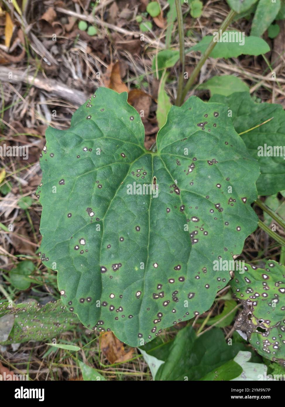 Pale indian plantain hi-res stock photography and images - Alamy