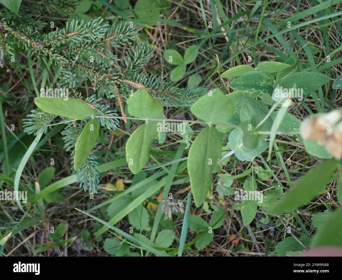 pale vetchling (Lathyrus ochroleucus Stock Photo - Alamy
