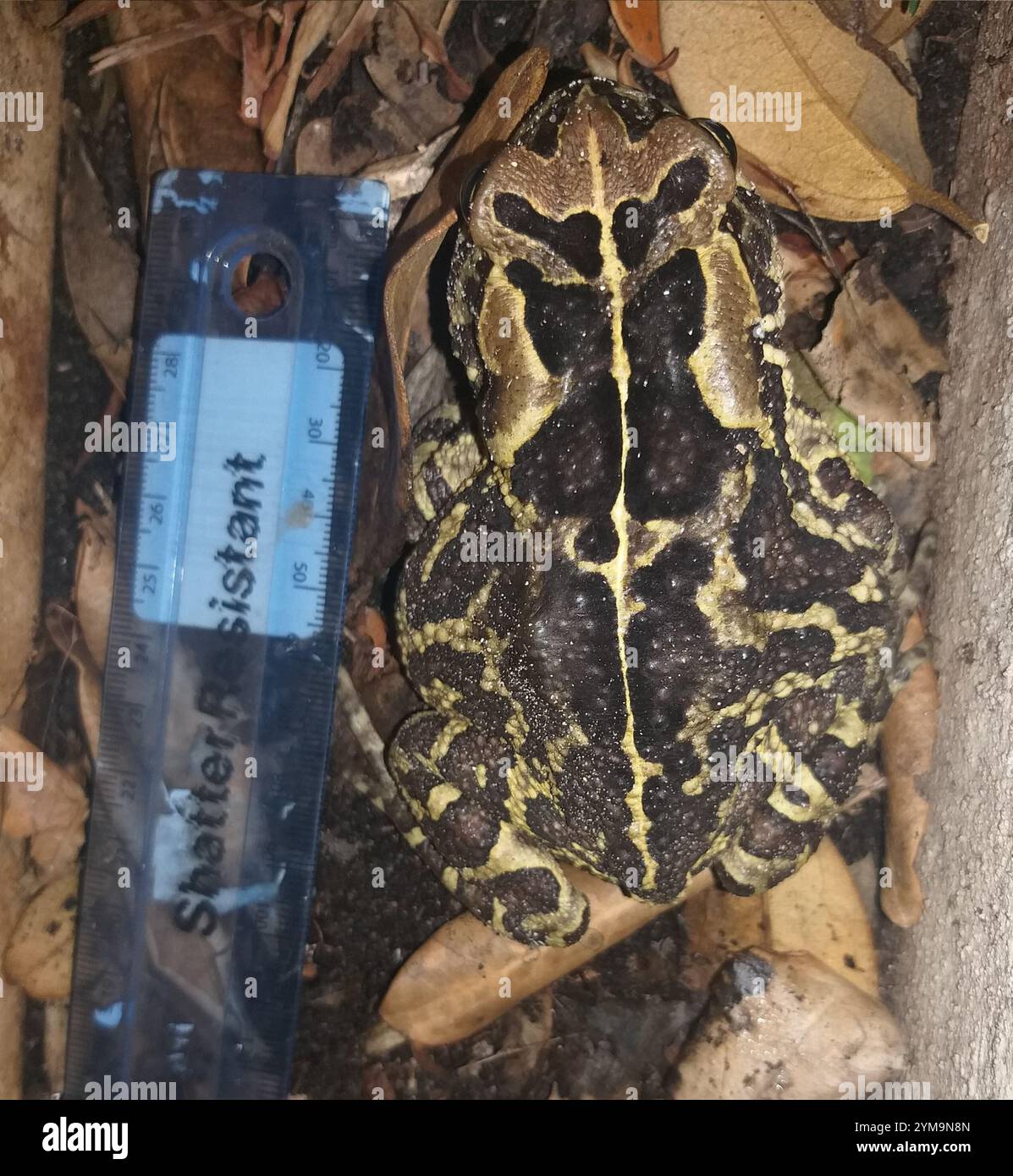 Western Leopard Toad (Sclerophrys pantherina Stock Photo - Alamy