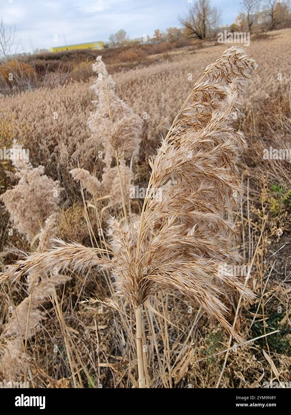 common reed (Phragmites australis Stock Photo - Alamy