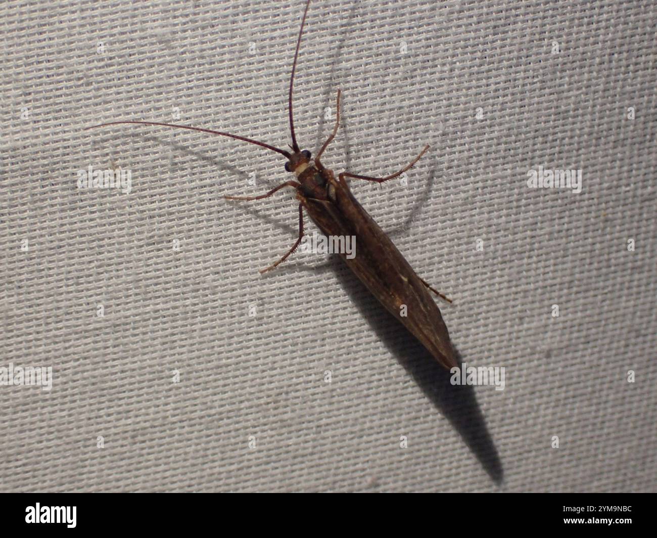 Northern Caddisflies (Limnephilidae Stock Photo - Alamy