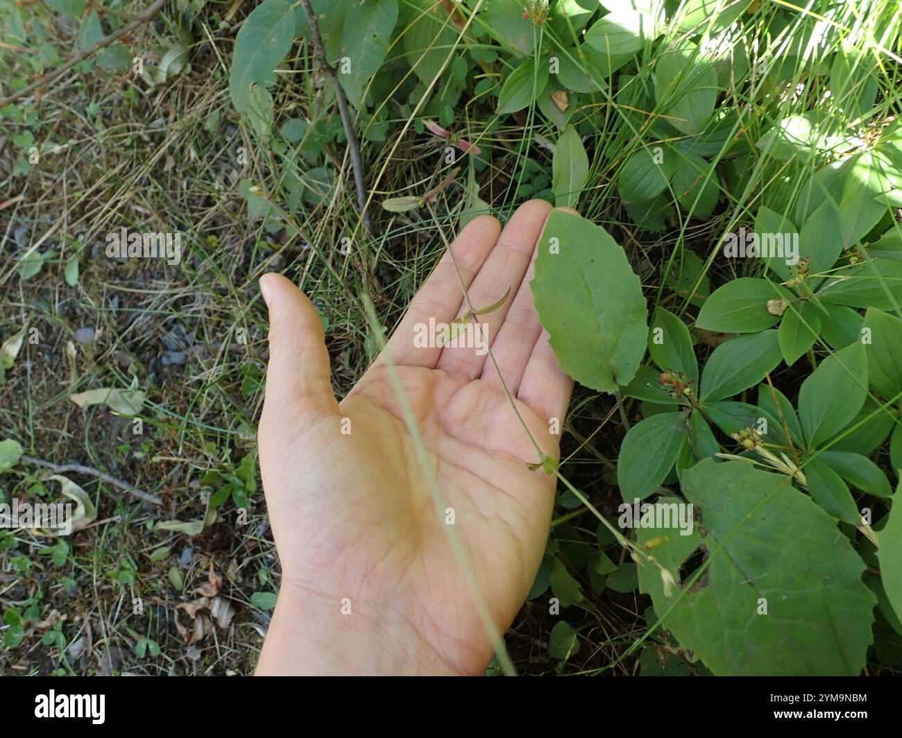 Common mouse-ear chickweed (Cerastium fontanum Stock Photo - Alamy