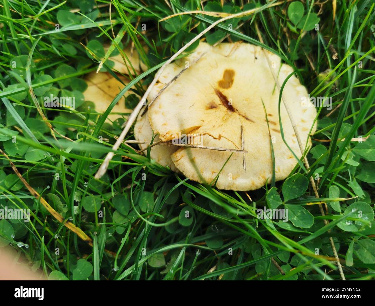 sticky scalycap (Pholiota gummosa Stock Photo - Alamy