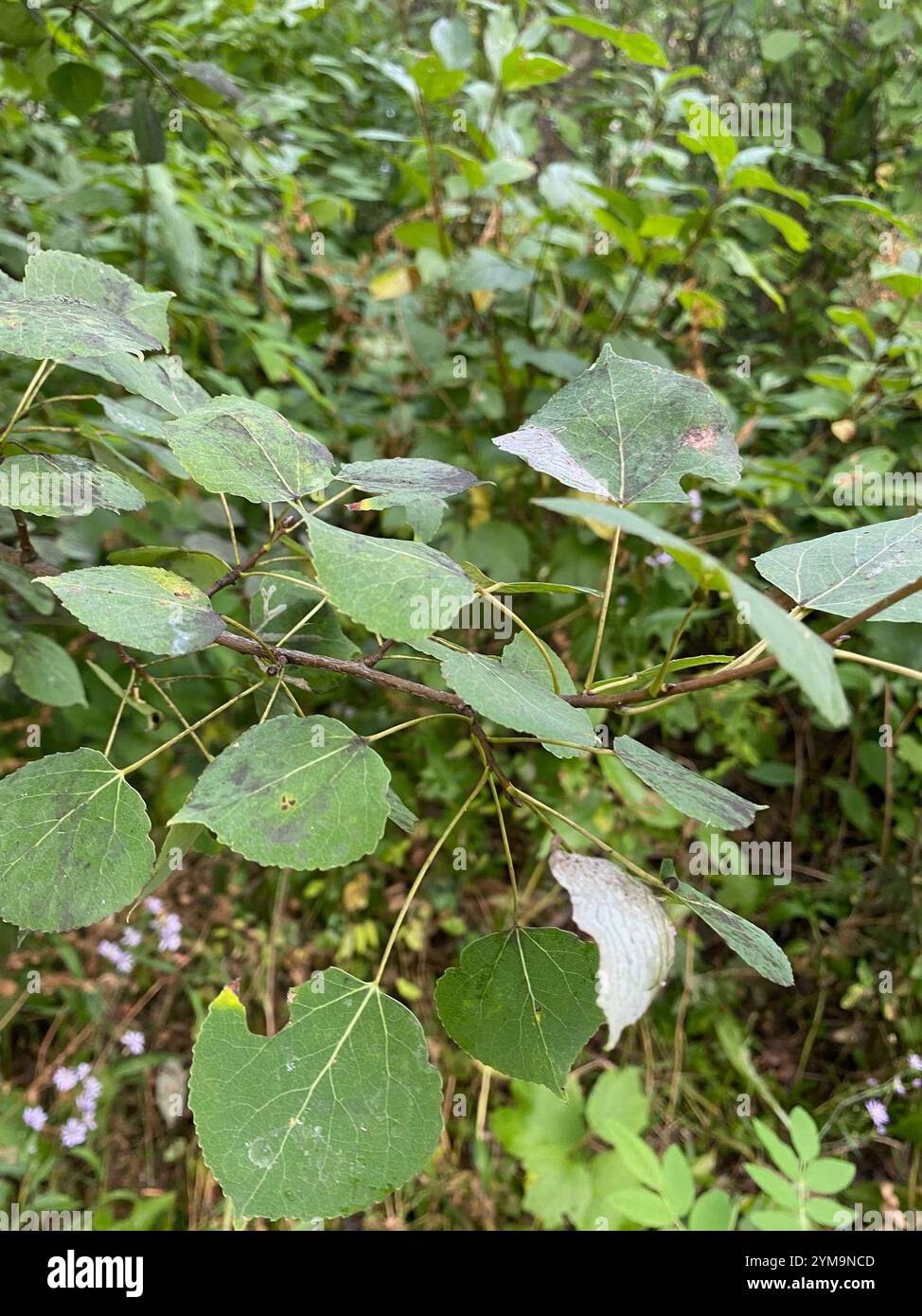 trembling aspen (Populus tremuloides Stock Photo - Alamy